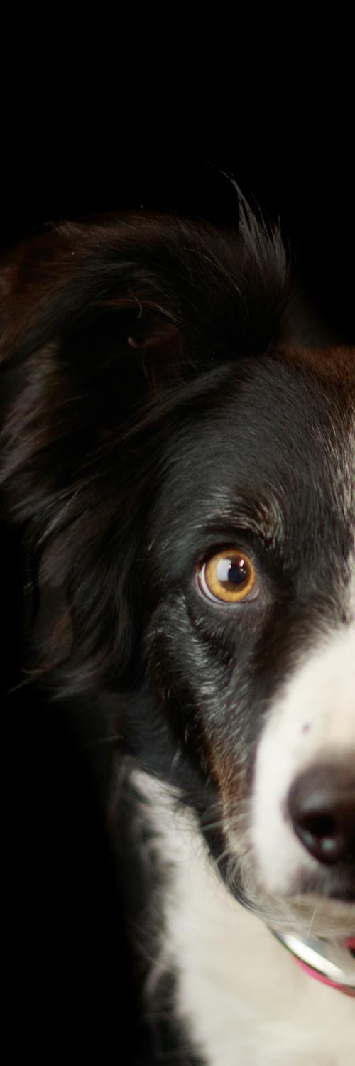 EyeSpy Border Collies - Breeding