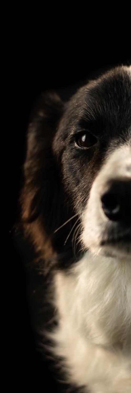 EyeSpy Border Collies - Breeding