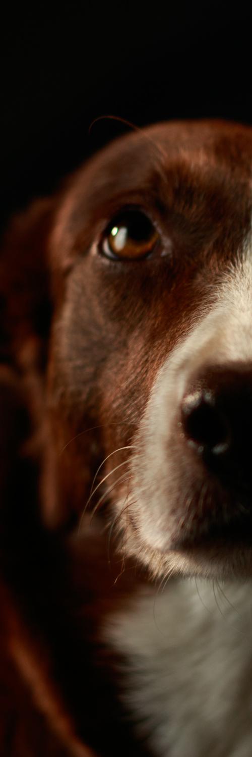 EyeSpy Border Collies - Breeding